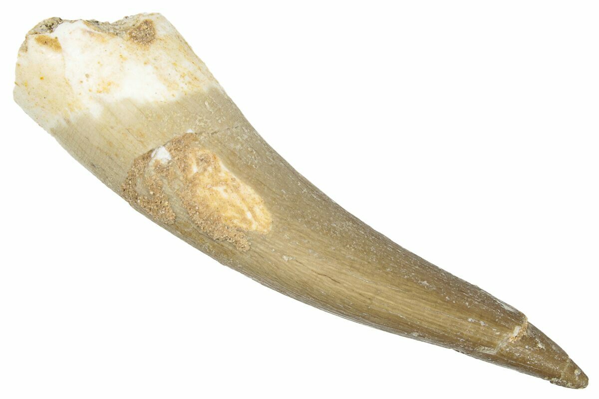 2.00" Fossil Plesiosaur (Zarafasaura) Tooth - Morocco (#269318) For ...
