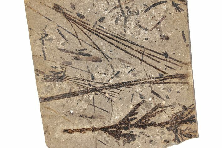 3.15" Conifer Needle Fossil Plate - McAbee, BC (#271358) For Sale ...