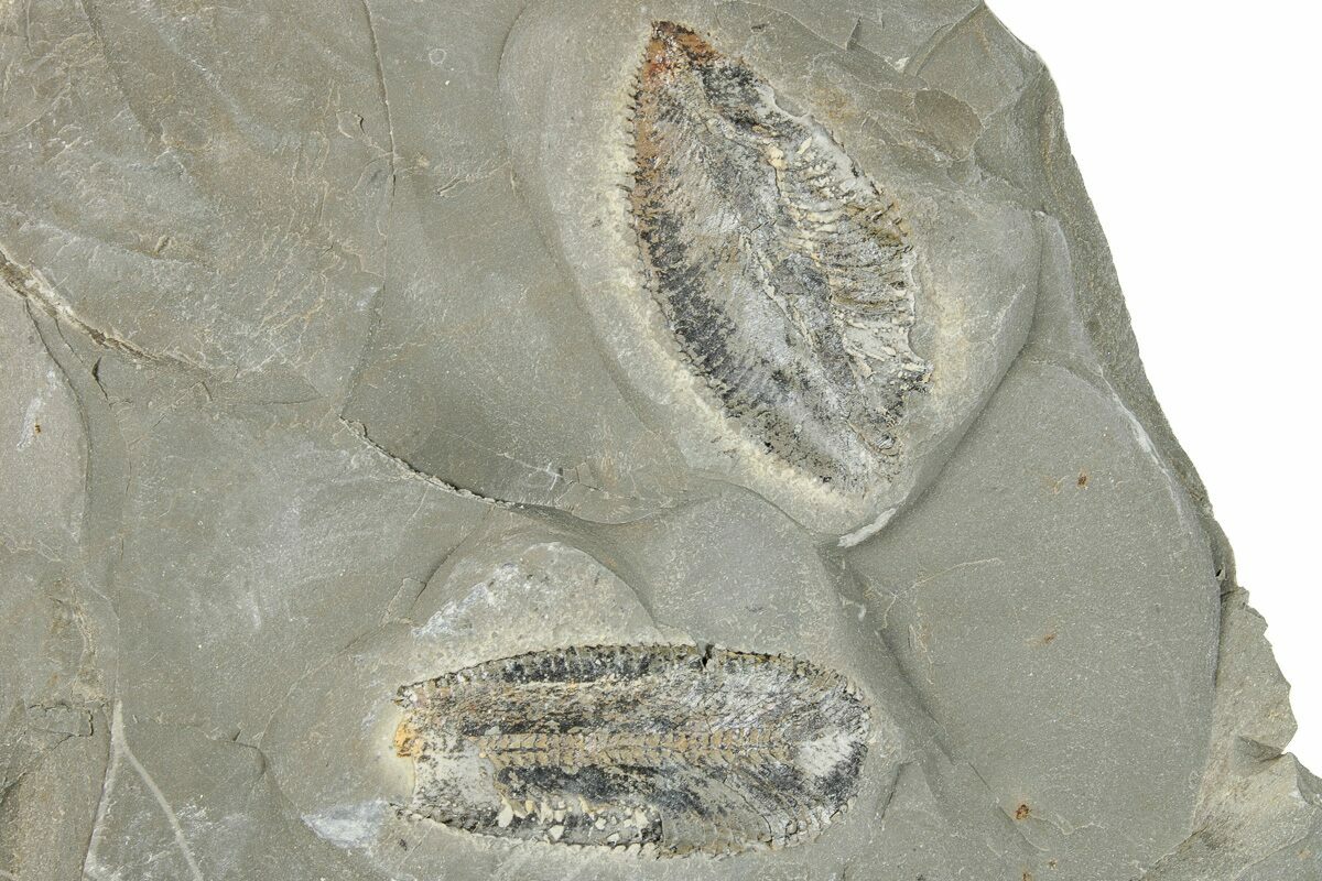 4.9" Plate of Ordovician Graptolite (Phyllograptus) Fossils - Utah ...