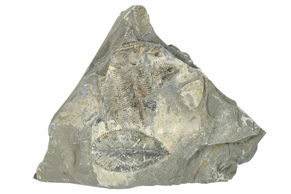 3.6" Plate of Ordovician Graptolite (Phyllograptus) Fossils - Utah ...