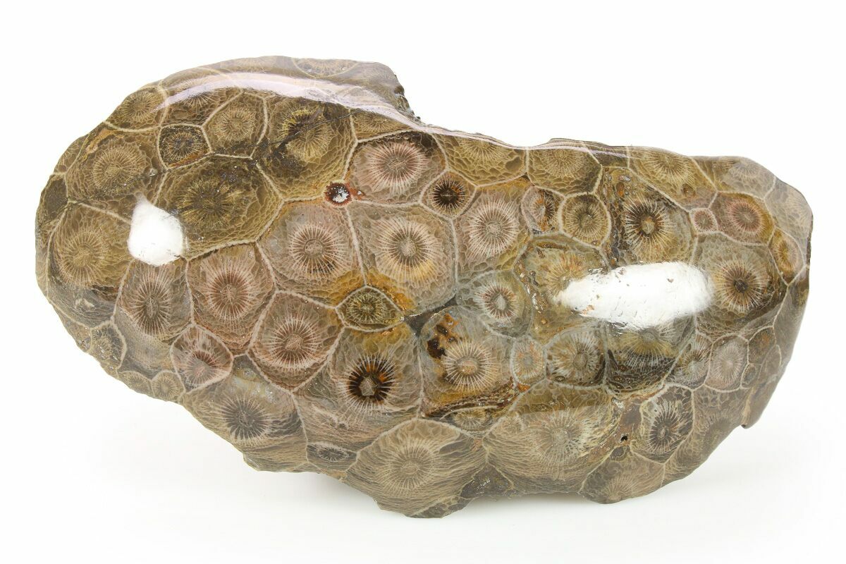 4.5" Polished Fossil Coral (Actinocyathus) Head - Morocco (#271835) For ...