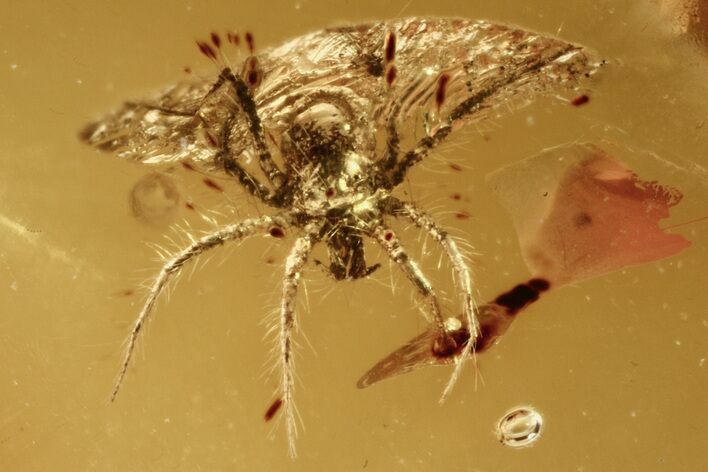 Fossil Hairy Mite (Anystoidea) Fossil in Baltic Amber (#272247) For ...