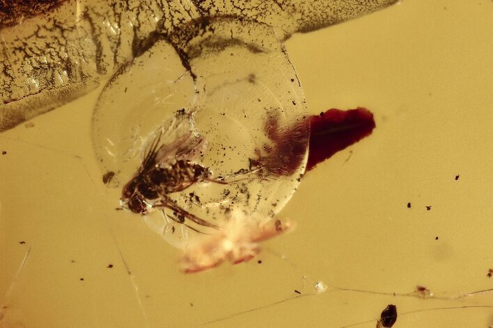 Fossil True Midge with Spider Webs in Baltic Amber - Rare! (#272165 ...