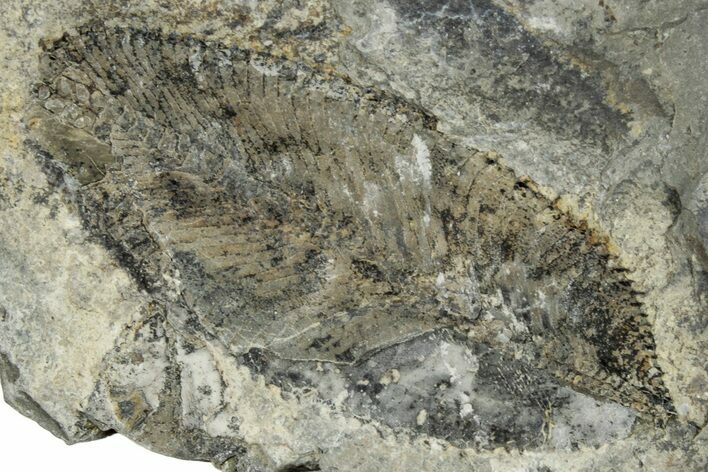 1.35" Ordovician Graptolite (Phyllograptus) - Fillmore Formation, Utah ...