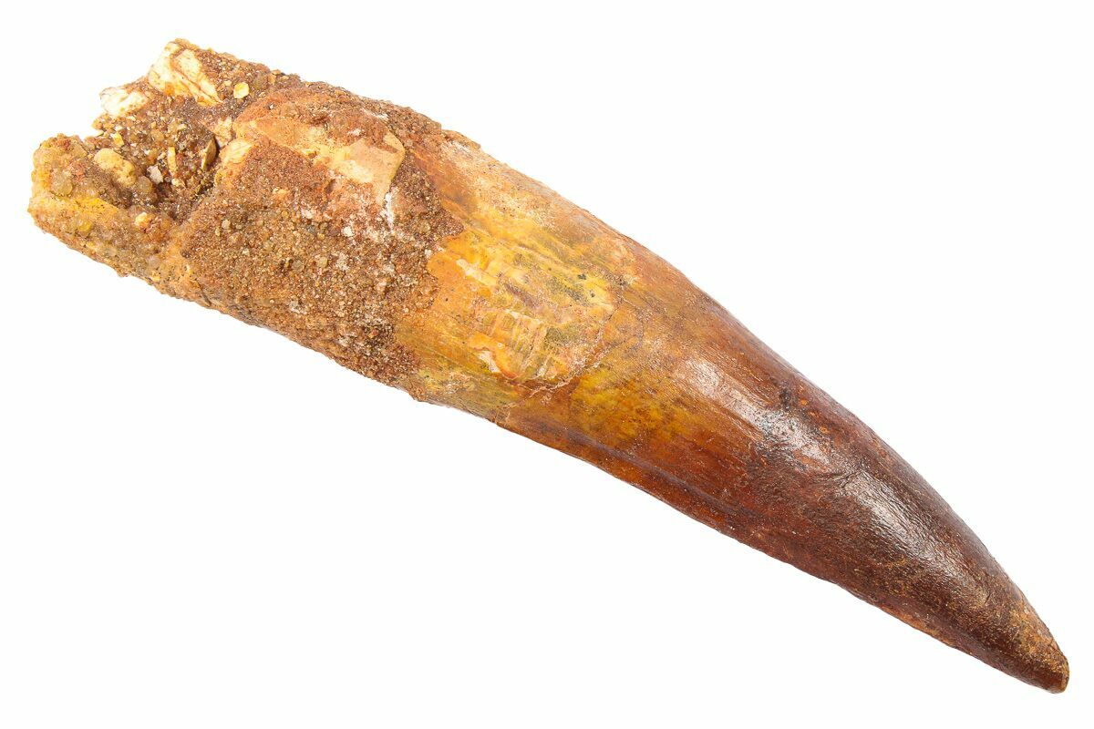 4.78" Real Fossil Spinosaurus Tooth - Huge Dinosaur Tooth (#272456) For ...