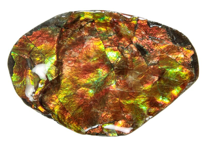 1.3" Iridescent Ammolite (Fossil Ammonite Shell) - Alberta (#265123 ...
