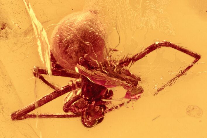 Detailed Fossil Cobweb Spider (Theridiidae) In Baltic Amber (#272655 ...
