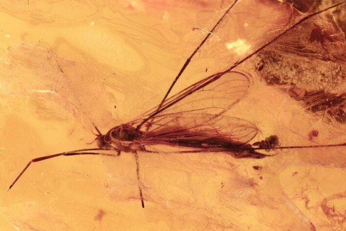 Detailed Fossil Crane Fly (Limoniidae) Laying Eggs In Baltic Amber ...