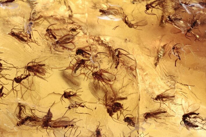 Fossil Fungus Gnat Swarm (Sciaridae) In Baltic Amber - Over 70 Gnats ...