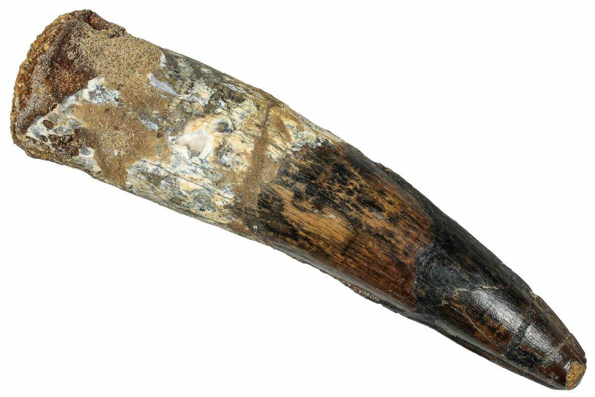 5.35" Real Fossil Spinosaurus Tooth - Massive Dinosaur Tooth (#272448 ...