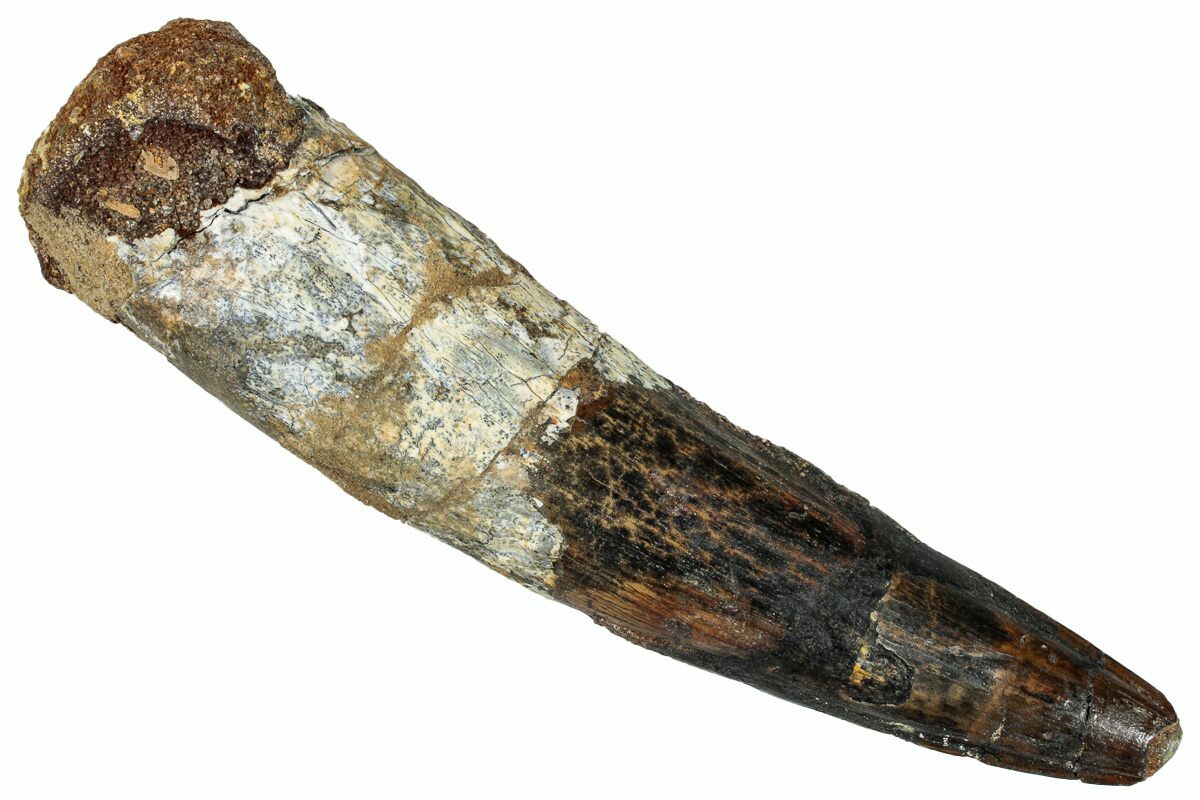 5.35" Real Fossil Spinosaurus Tooth - Massive Dinosaur Tooth (#272448 ...