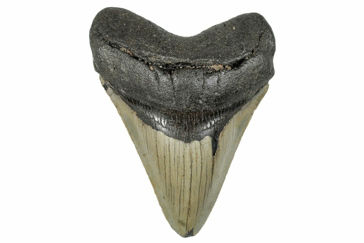 Serrated, 3.66" Fossil Megalodon Tooth - North Carolina (#272864) For ...
