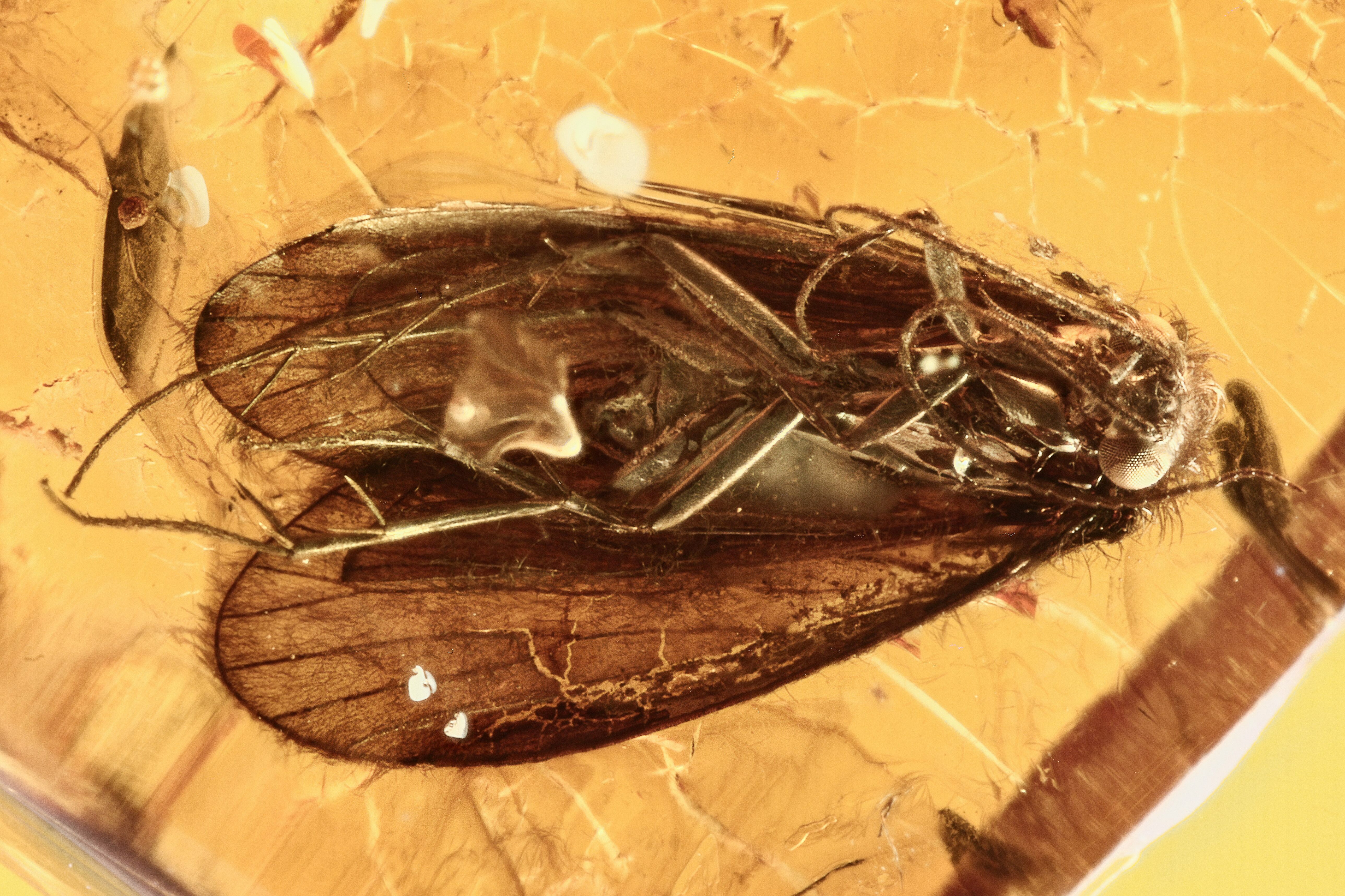 Detailed Fossil Caddisfly (Trichoptera) In Baltic Amber (#273284) For ...