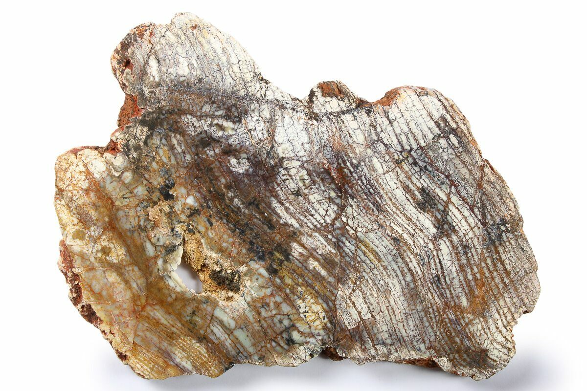 6.6" Polished Strelley Pool Stromatolite Slab - 3.43 Billion Years Old ...