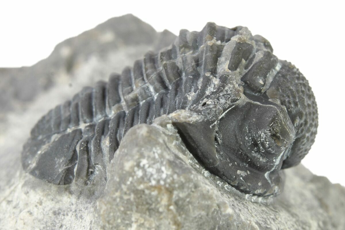 .9" Curled Gerastos Trilobite Fossil - Morocco (#273433) For Sale ...