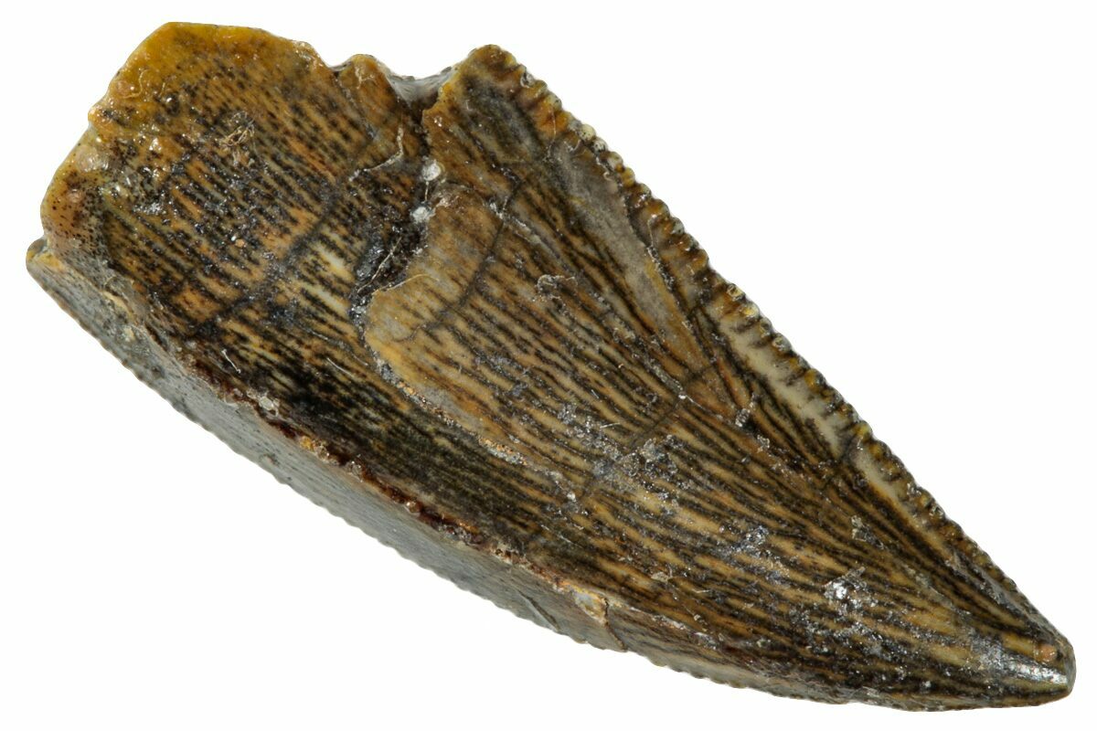 Serrated, .72" Raptor Premaxillary Tooth - Real Dinosaur Tooth (#273553 ...