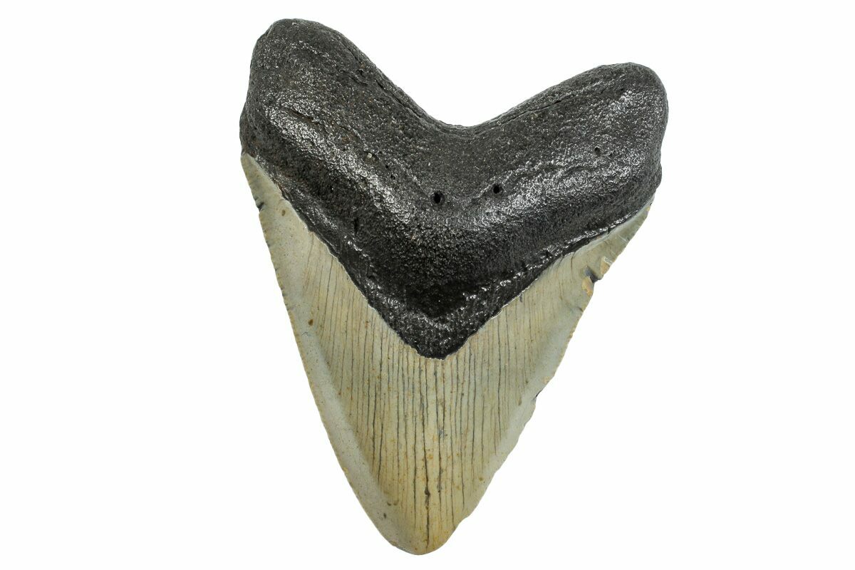 Serrated, 3.65" Fossil Megalodon Tooth - North Carolina (#273966) For ...