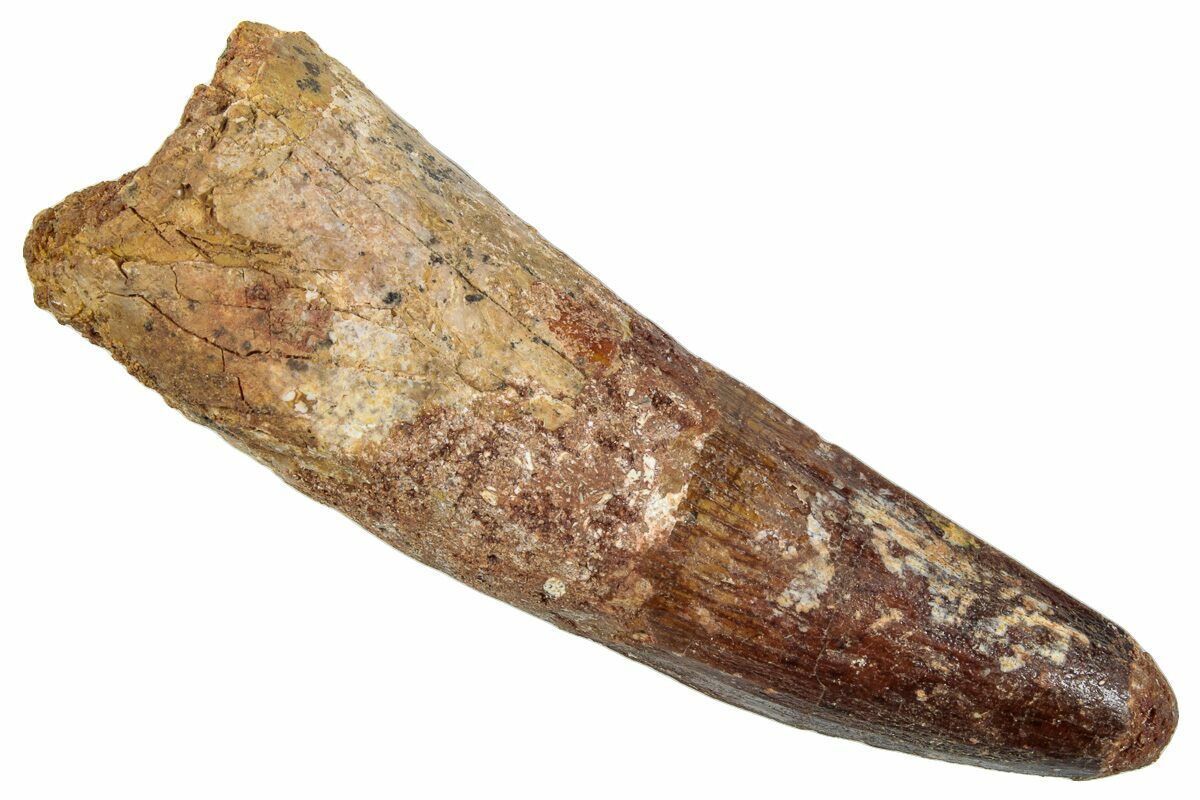 2.91" Fossil Spinosaurus Tooth - Real Dinosaur Tooth (#274108) For Sale ...