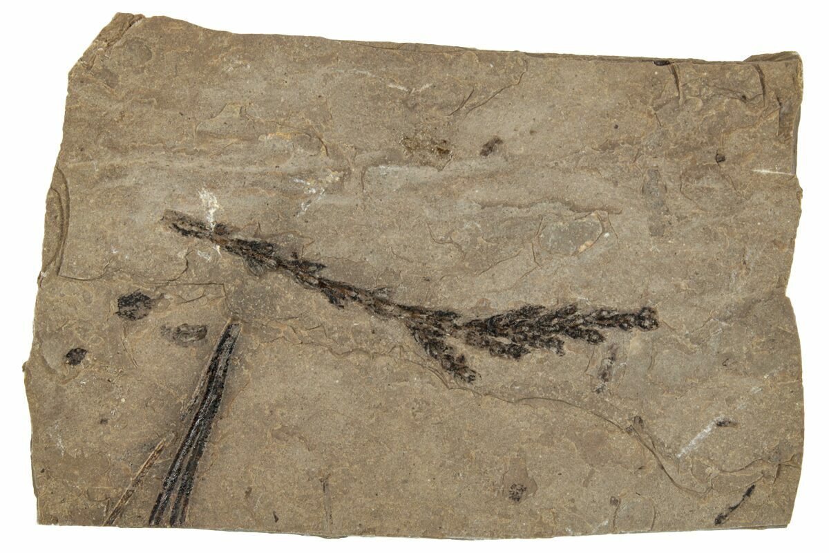 2.1" Conifer (Chamaecyparis?) Fossil - McAbee, BC (#274190) For Sale ...