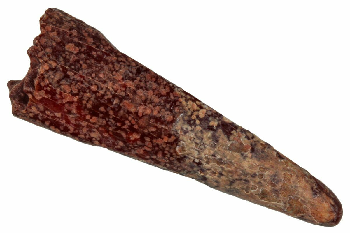 .70" Fossil Pterosaur (Siroccopteryx) Tooth - Morocco (#274246) For ...