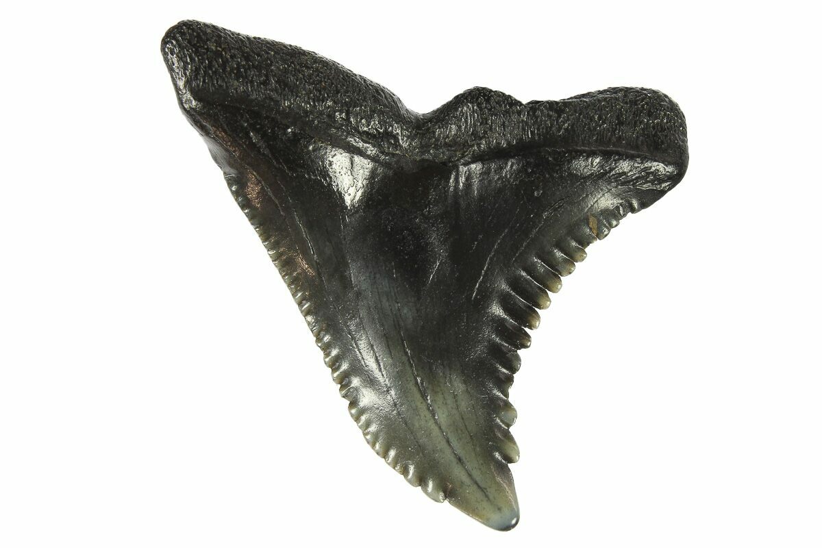 1.21" Snaggletooth Shark (Hemipristis) Tooth - South Carolina (#274526 ...