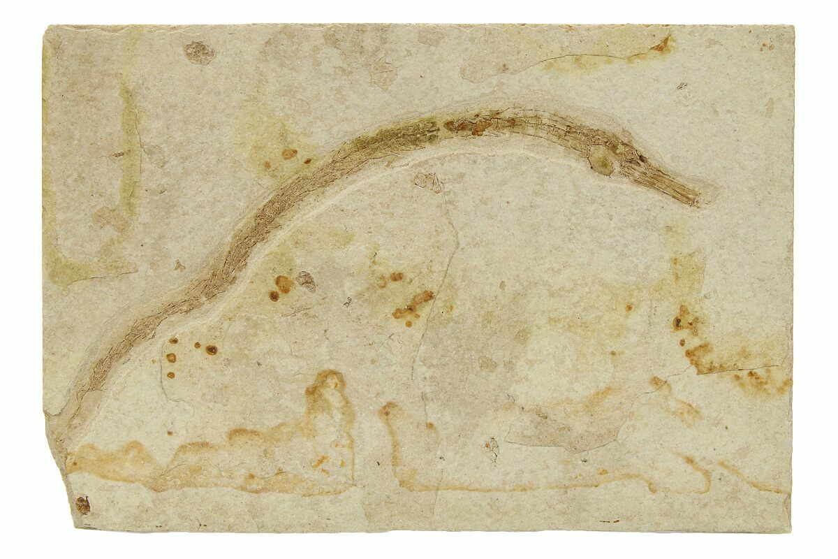 4.1" Fossil Pipefish (Syngnathus) - California (#274963) For Sale ...