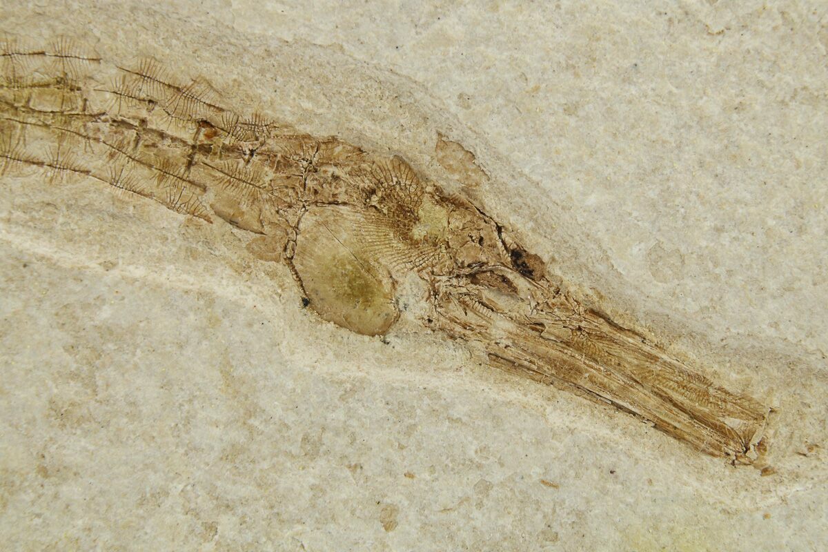 4.1" Fossil Pipefish (Syngnathus) - California (#274963) For Sale ...