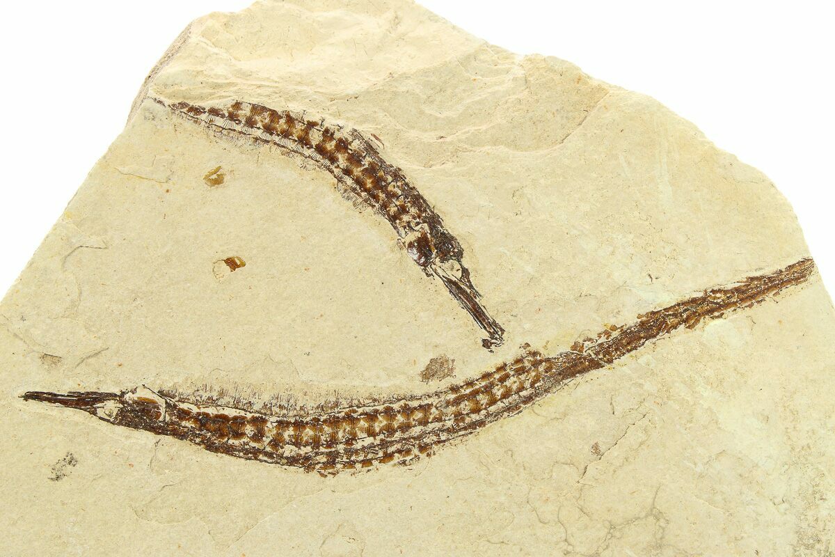 5.35" Fossil Pipefish (Hipposyngnathus) - California (#274983) For Sale ...
