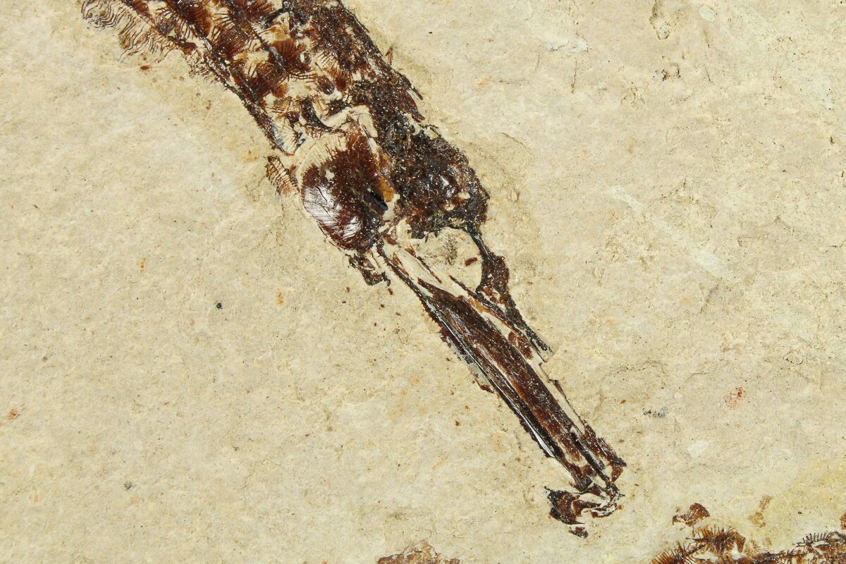 5.35" Fossil Pipefish (Hipposyngnathus) - California (#274983) For Sale ...