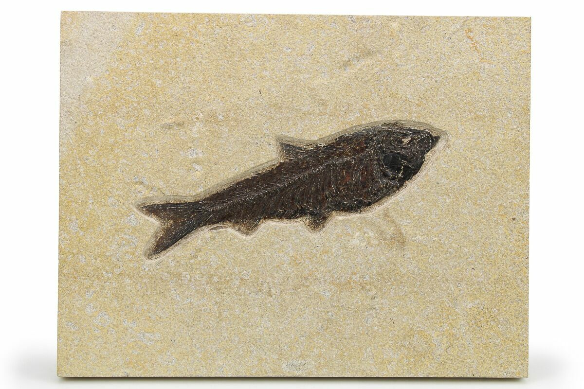 7.5" Detailed Fossil Fish (Knightia) - Huge For Species! (#275178) For ...