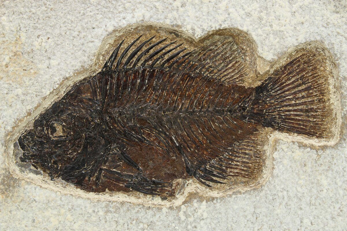4.35" Fossil Fish (Cockerellites) - Wyoming (#275185) For Sale ...