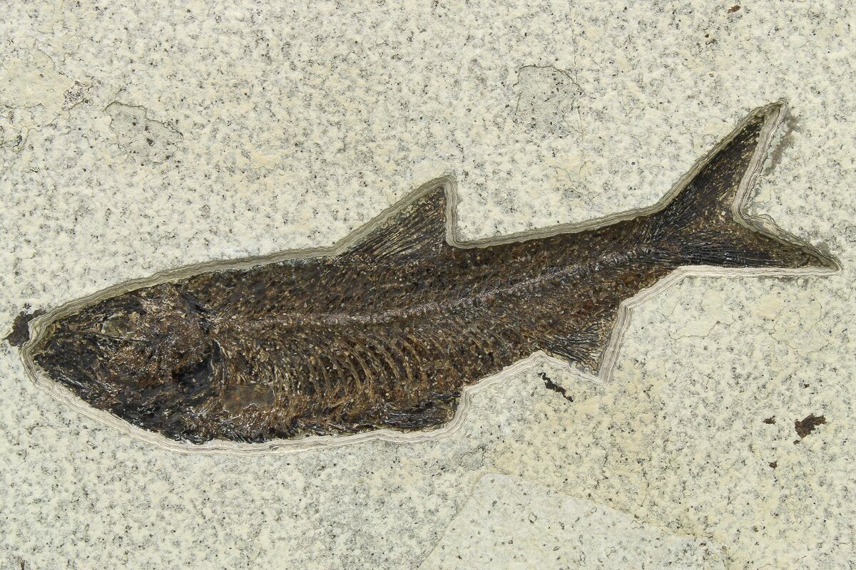 6.75" Detailed Fossil Fish (Knightia) - Huge For Species! (#275165) For ...