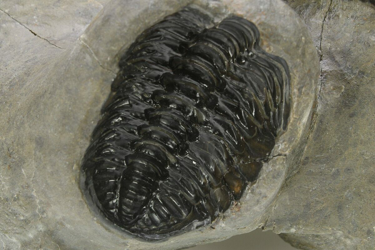 2.1" Morocconites Trilobite Fossil - Ofaten, Morocco (#275228) For Sale ...