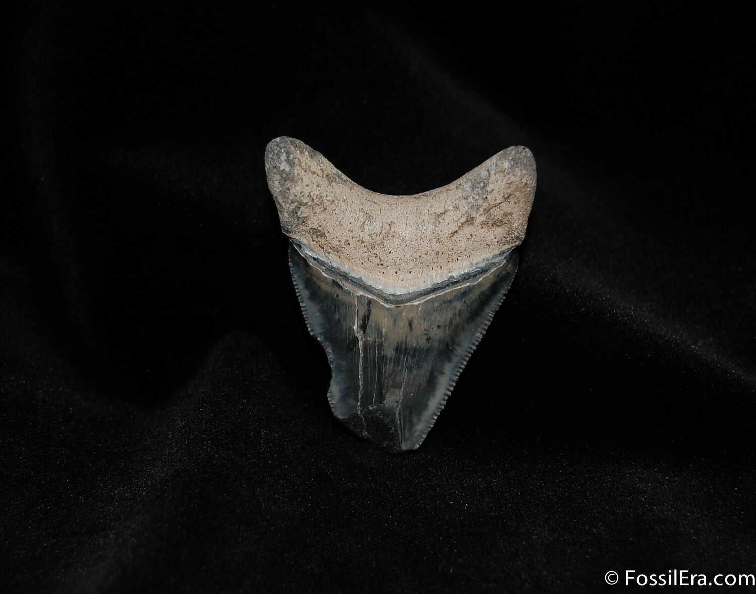 2.05 Inch Bargain Megalodon Tooth - Bone Valley (#143) For Sale ...