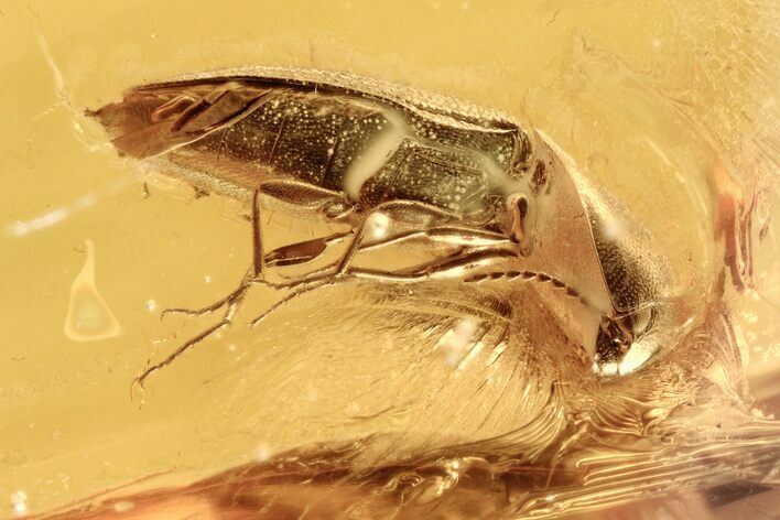 Detailed Fossil False Click Beetle (Eucnemidae) in Baltic Amber ...