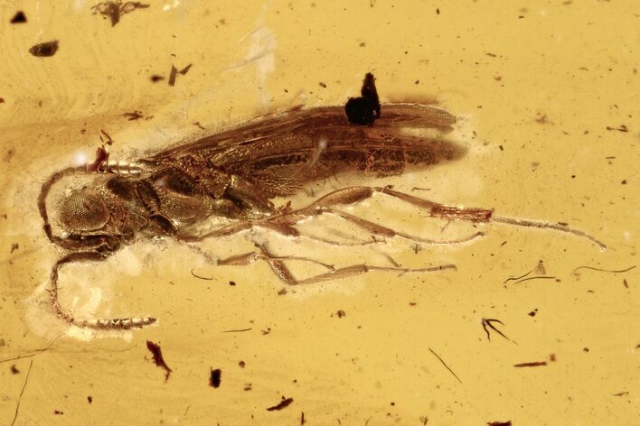 Detailed Fossil Parasitic Wasp (Scelionidae) in Baltic Amber (#275452 ...