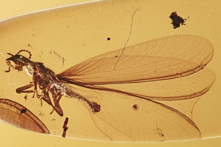 Detailed Fossil Winged Termite (Isoptera) In Baltic Amber (#275484) For ...