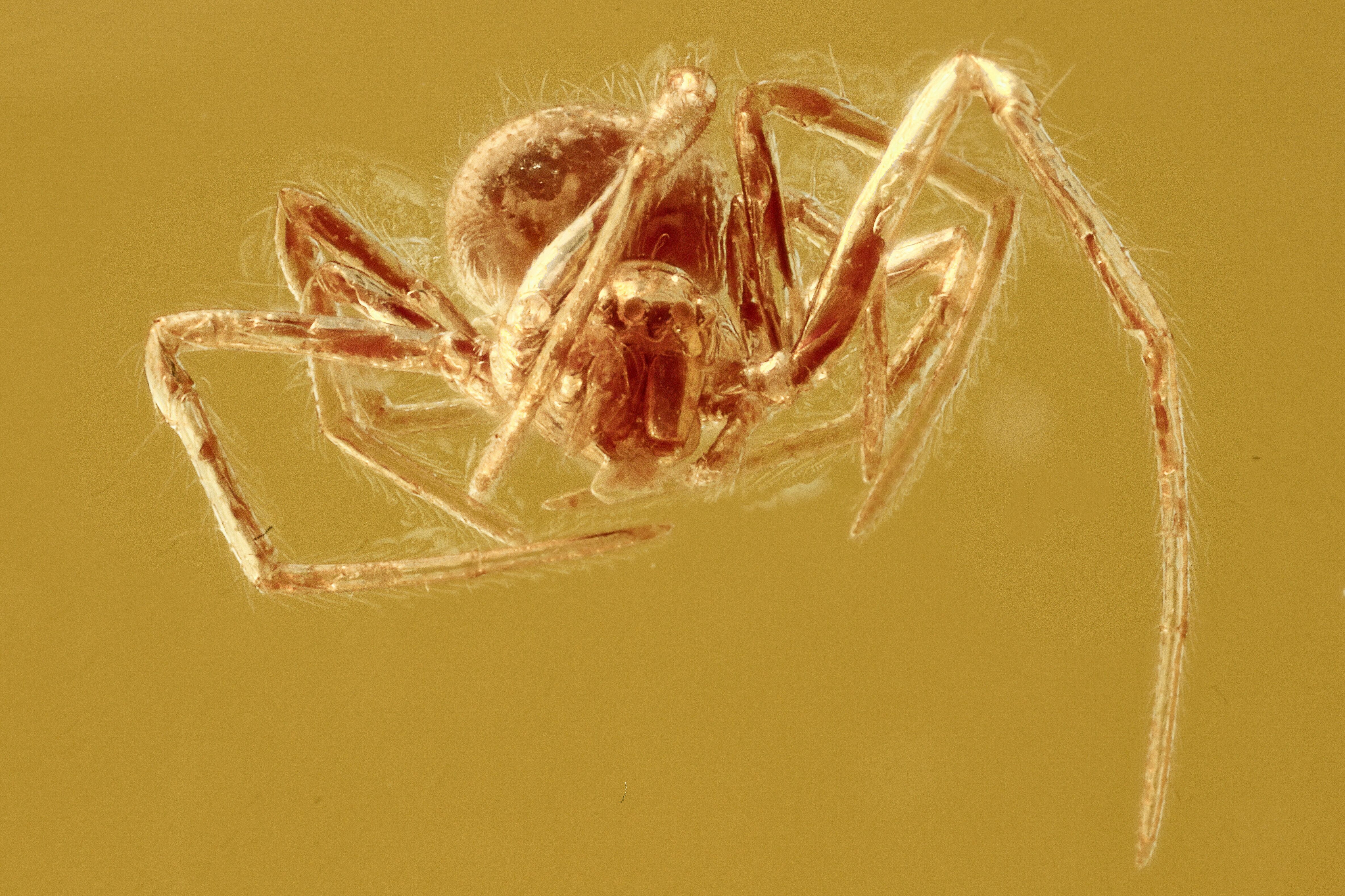 Detailed Fossil Spider (Araneae) In Baltic Amber (#275496) For Sale ...