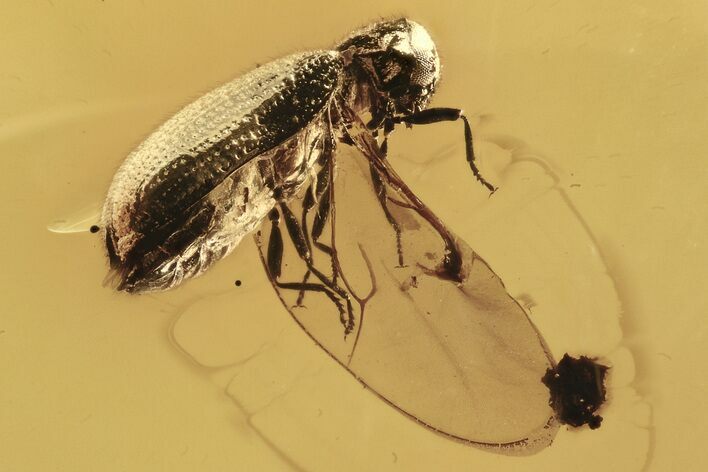 Detailed Fossil Beetle (Ptinidae) in Baltic Amber (#275497) For Sale ...