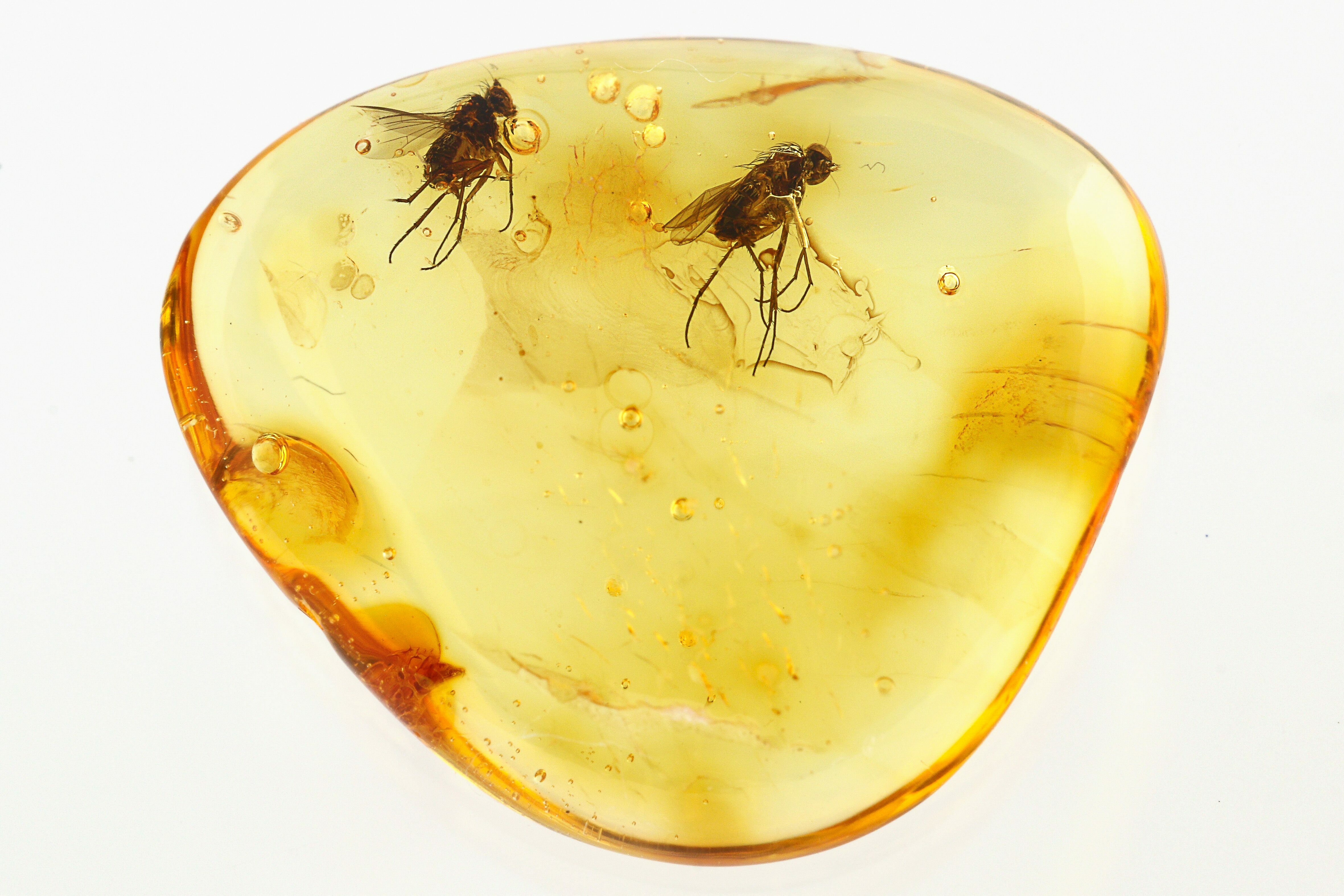 Detailed Fossil Flies (Dolichopodidae) In Baltic Amber (#275461) For ...