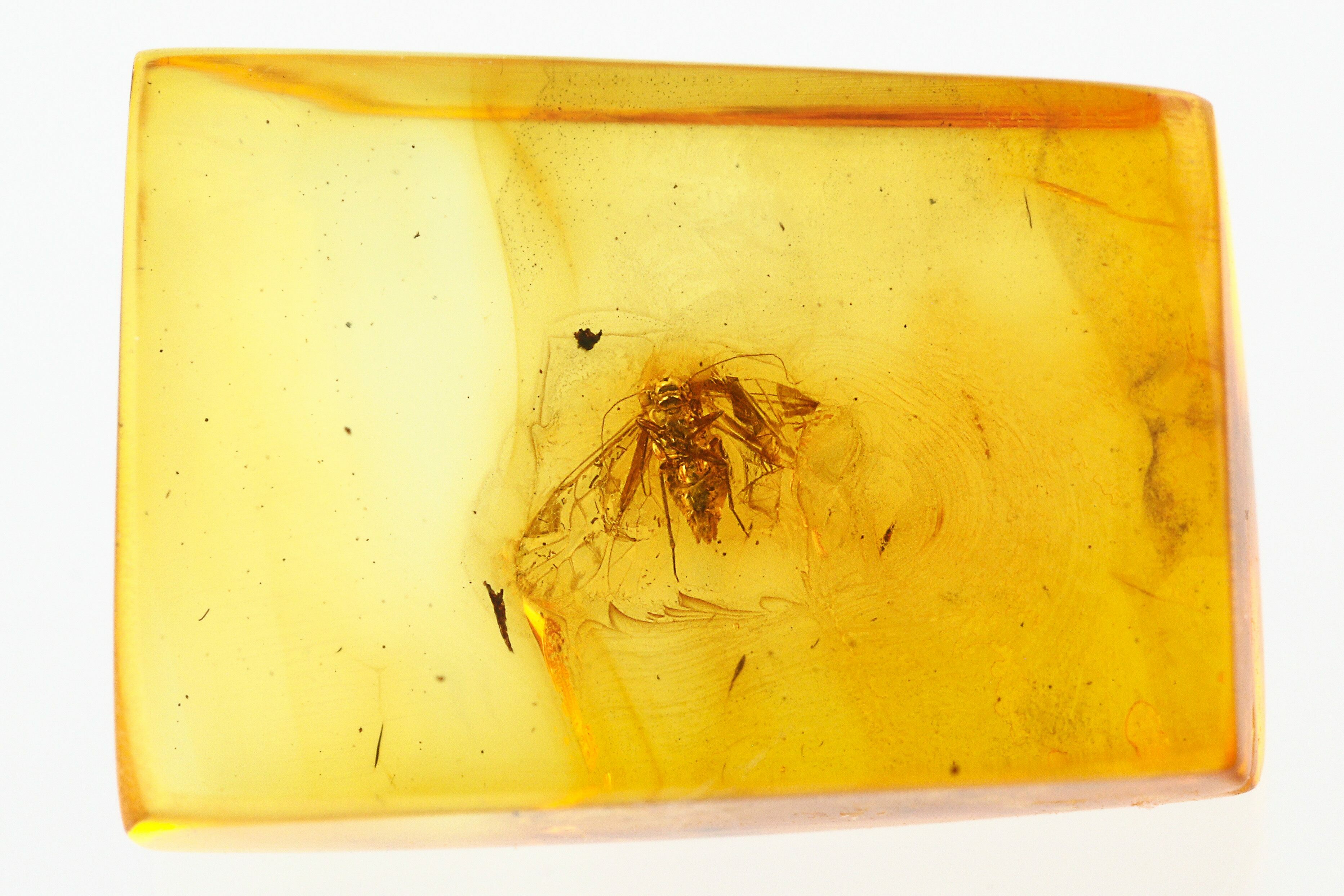 Detailed Fossil Barklouse (Psocoptera) In Baltic Amber (#275478) For ...