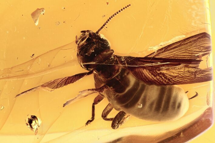 Large Fossil Winged Termite (Mastotermitidae) In Baltic Amber (#275353 ...