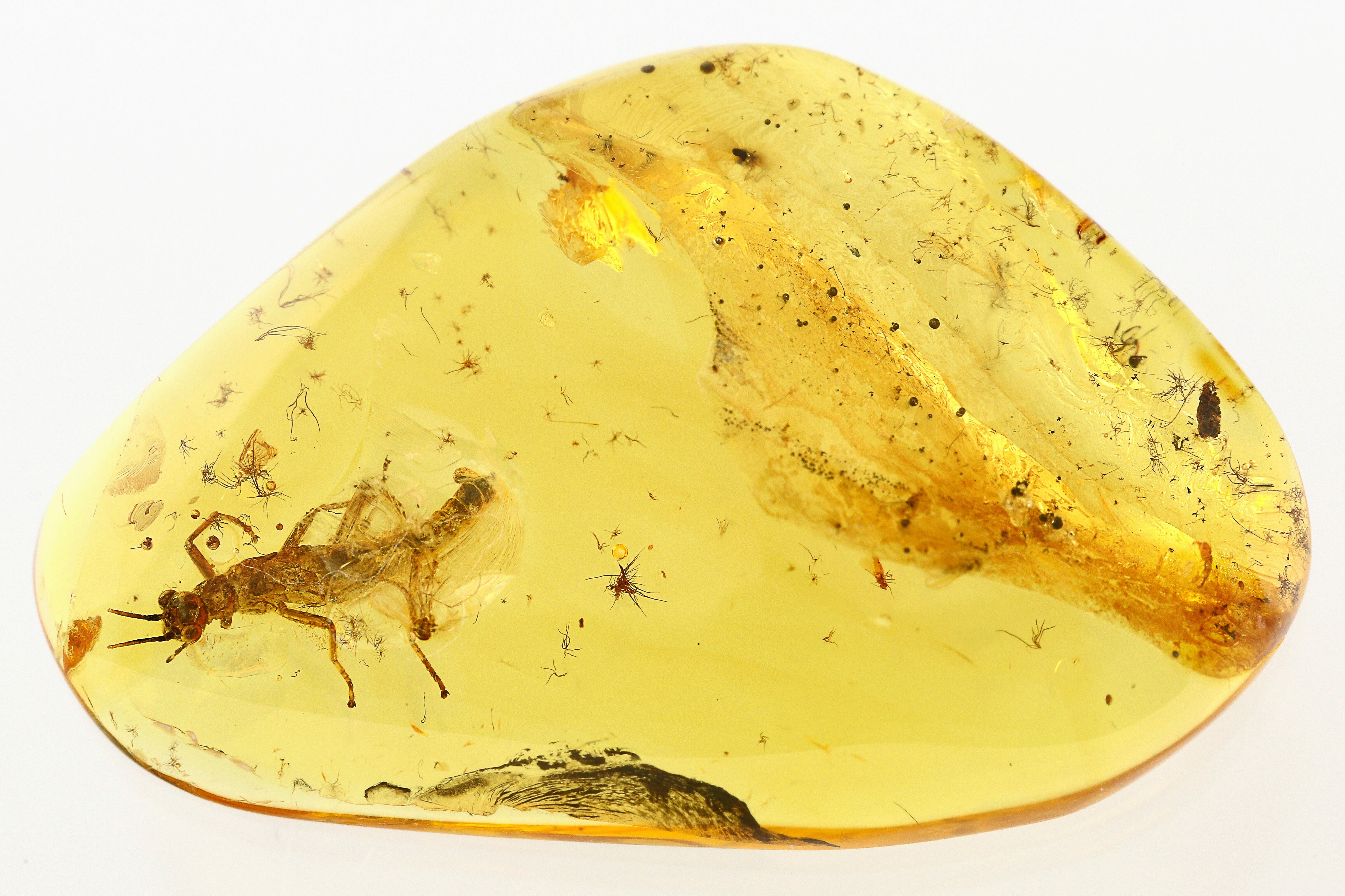Fossil Walking Stick (Phasmatodea) In Baltic Amber - Rare Inclusion ...