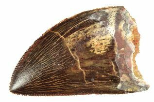 FossilEra - Fossils, Meteorites & Minerals For Sale - FossilEra.com