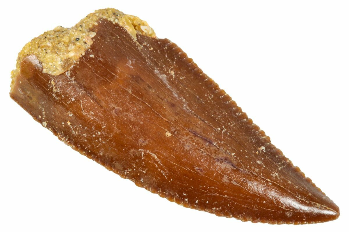 Serrated, .66" Raptor Tooth - Real Dinosaur Tooth (#275106) For Sale ...