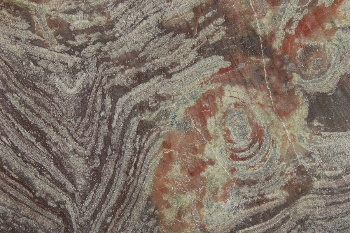 4" Polished, Neoproterozoic Stromatolite (Conophyton) - Morocco ...
