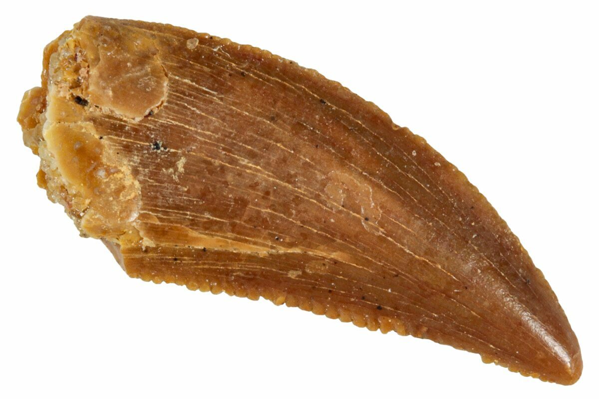 Serrated, .59" Raptor Tooth - Real Dinosaur Tooth (#275121) For Sale ...