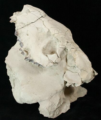 Partial Oreodont (Merycoidodon) Skull - Nice Display (#15722) For Sale ...