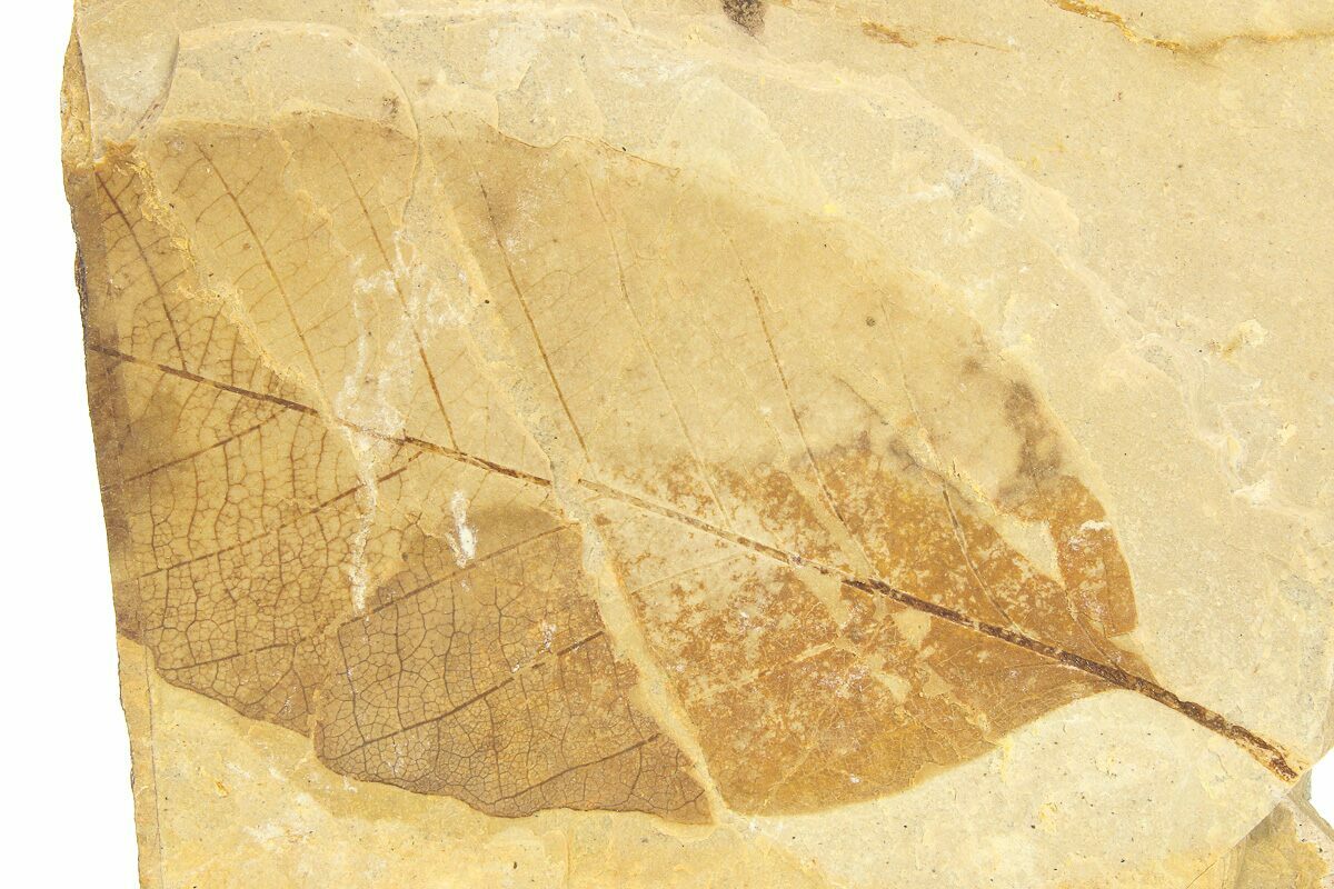 2.65" Fossil Plant (Fagus) Leaf - McAbee, BC (#276342) For Sale ...