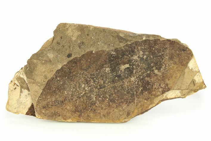 4.4" Fossil Plant (Fagus) Leaf - McAbee, BC (#276349) For Sale ...
